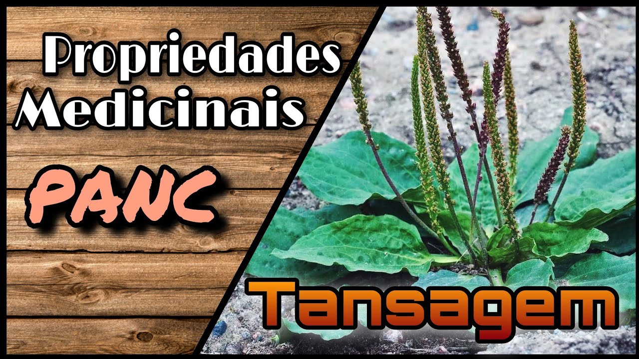 Tansagem (Plantago major) - Benefícios e Propriedades Medicinais e ...