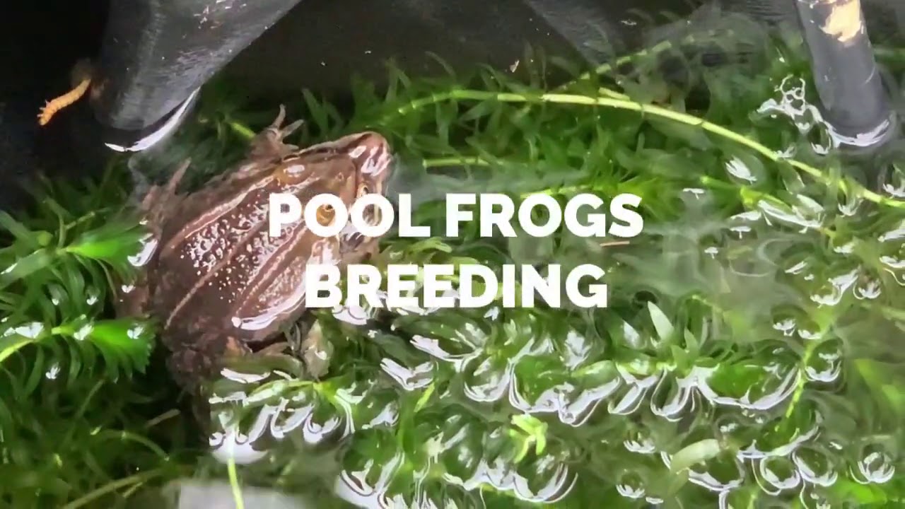 Uk Pool Frogs Pelophylax lessonae Breeding and calling sounds / noises ...