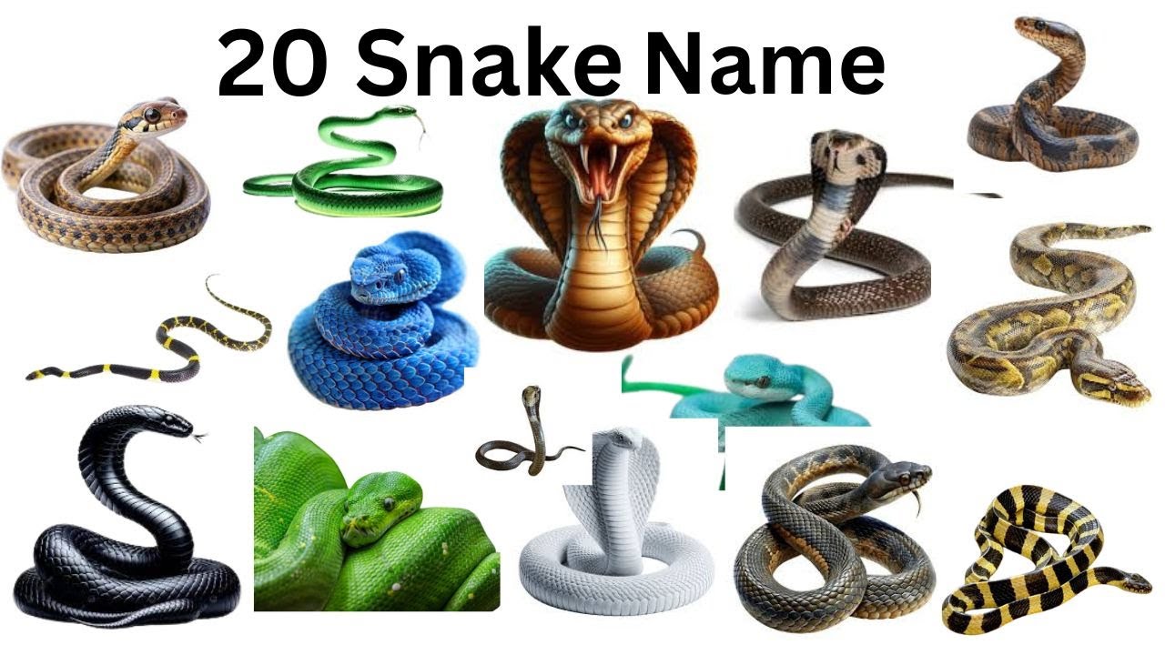 Snake Names for Kids | Learn 20 Types of Snakes in English | Preschool ...