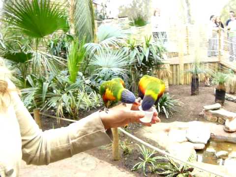 Edinburgh Zoo, Edinburgh - Bird Aviary - YouTube