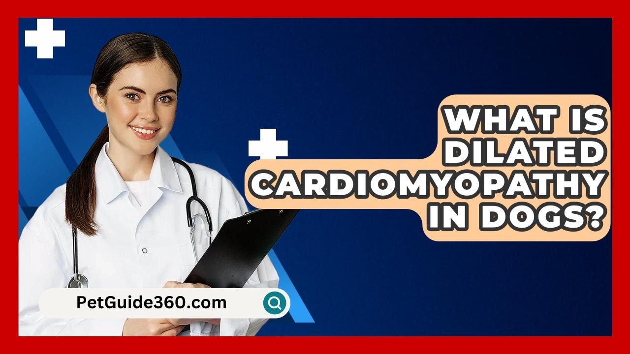 What Is Dilated Cardiomyopathy In Dogs? - PetGuide360.com - YouTube
