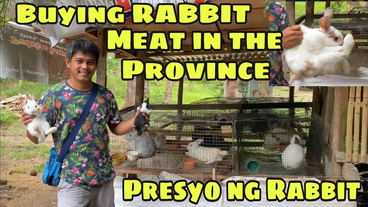 BUYING RABBIT MEAT IN THE PROVINCE | MAGKANO ANG PRESYO NG RABBIT ...