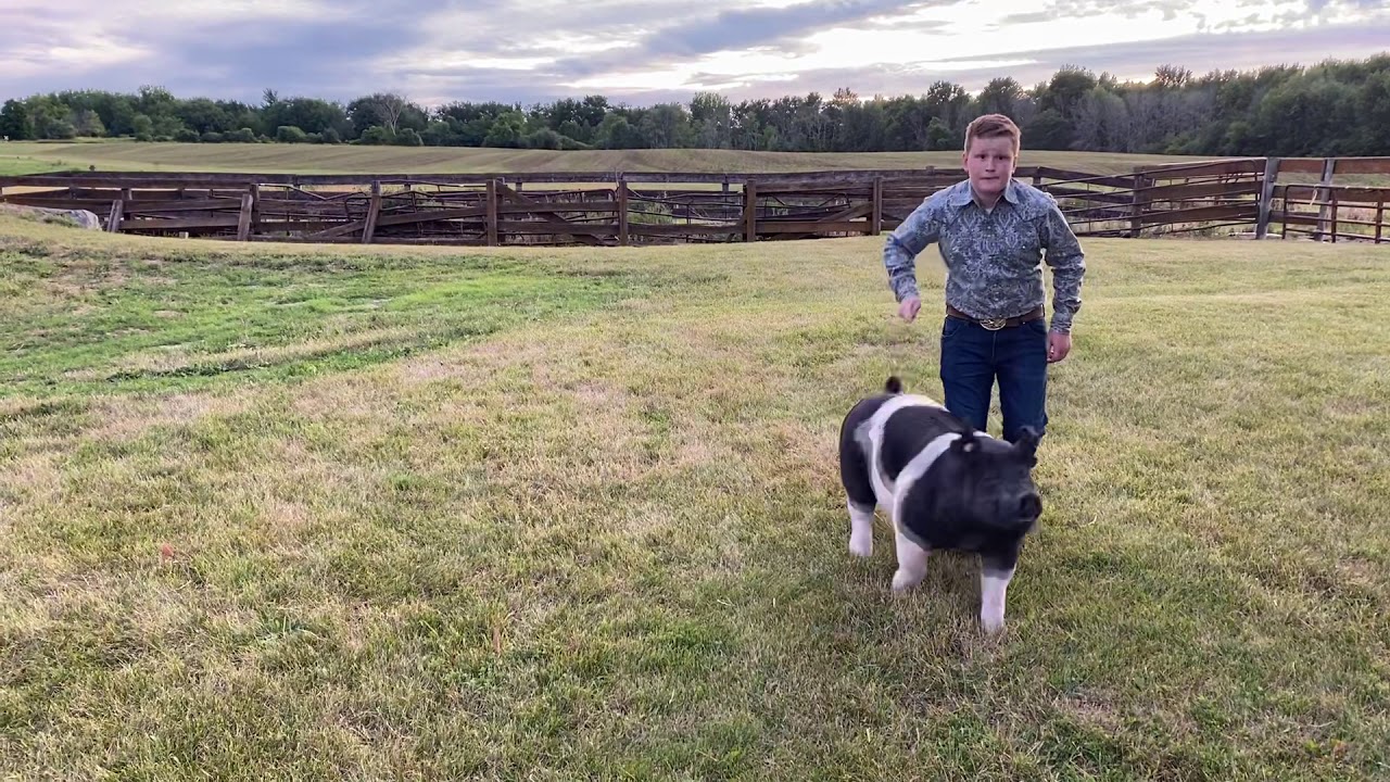 James Endres Swine Show 2020 - YouTube