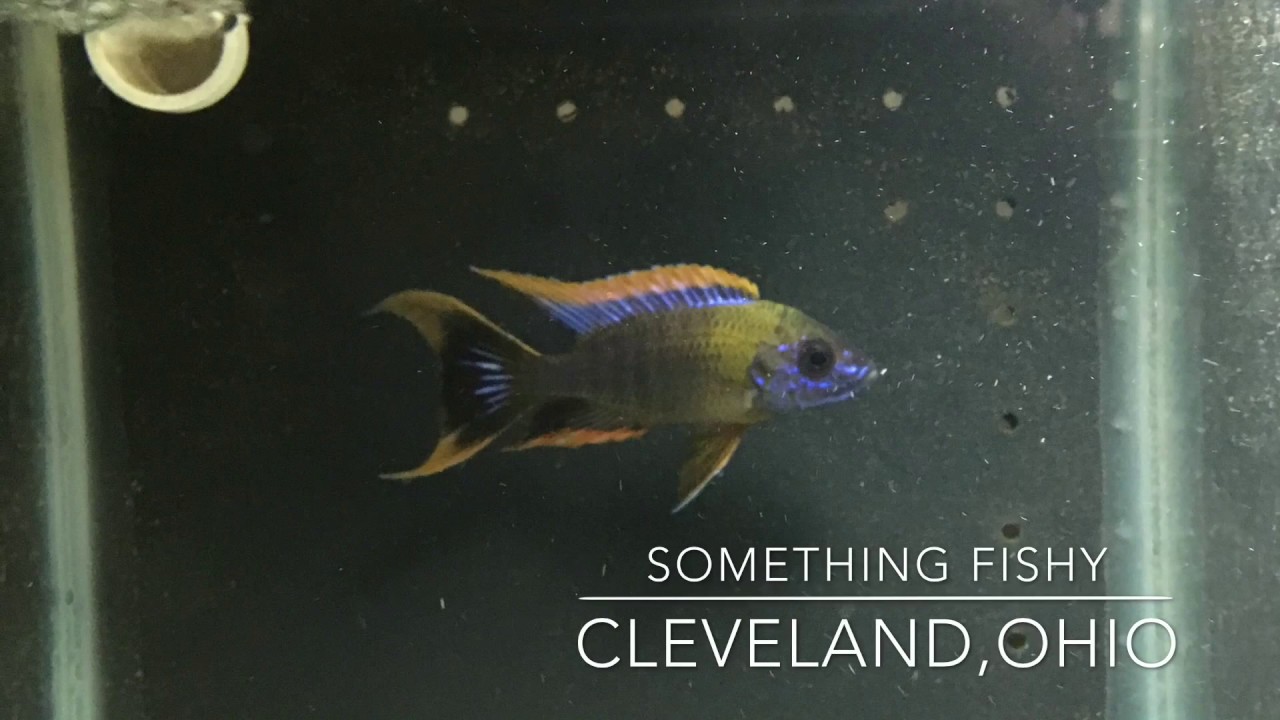 Something fishy Cleveland, Ohio - African Cichlid LFS - YouTube