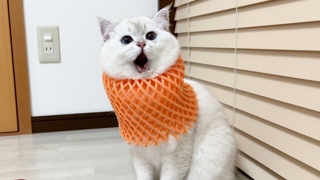 This cat has no broken neck or neutered... - YouTube