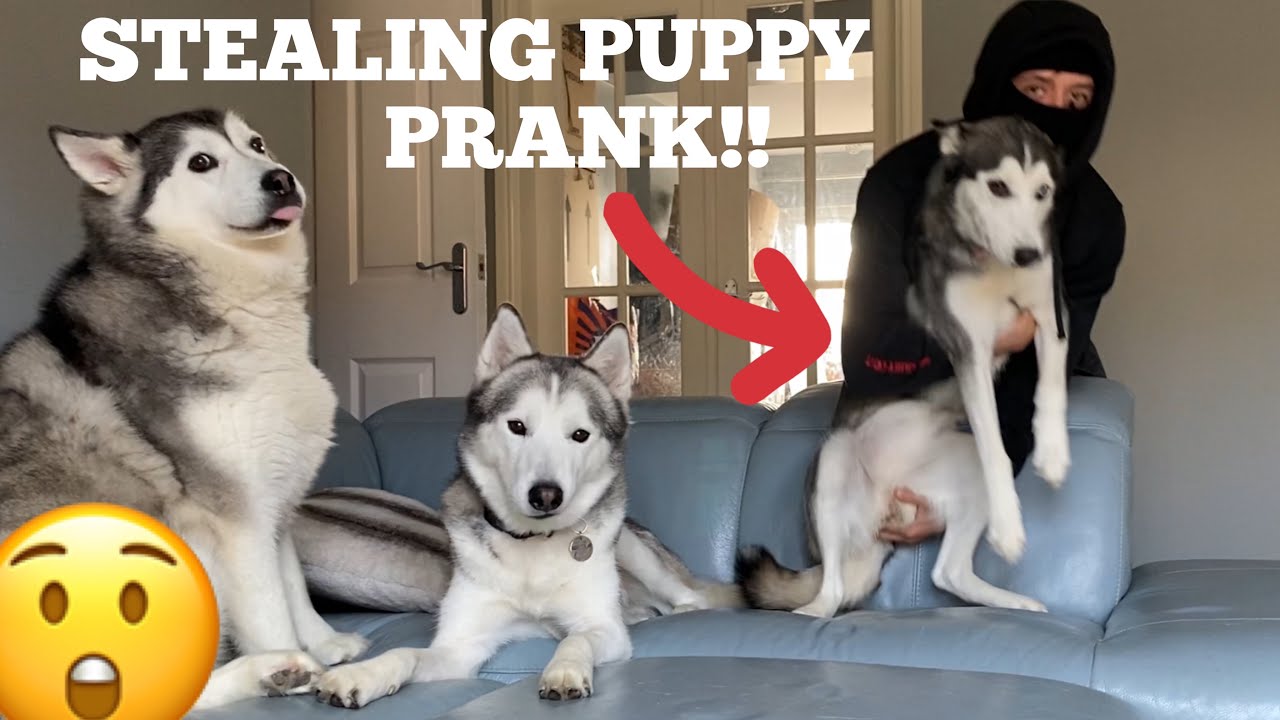 Huskies Reaction To Stranger Stealing My Husky Puppy Prank!! [FUNNIEST ...