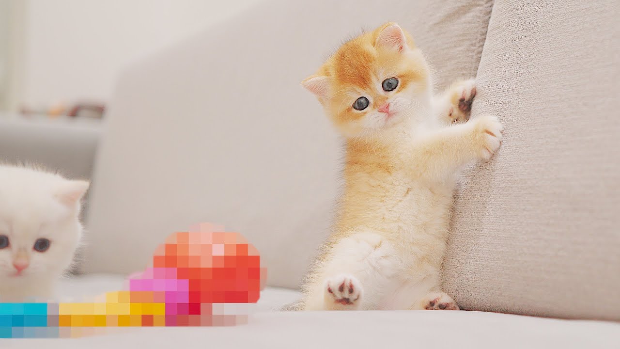 😜Kitten Freaks Out Over Hilarious New Toy - YouTube