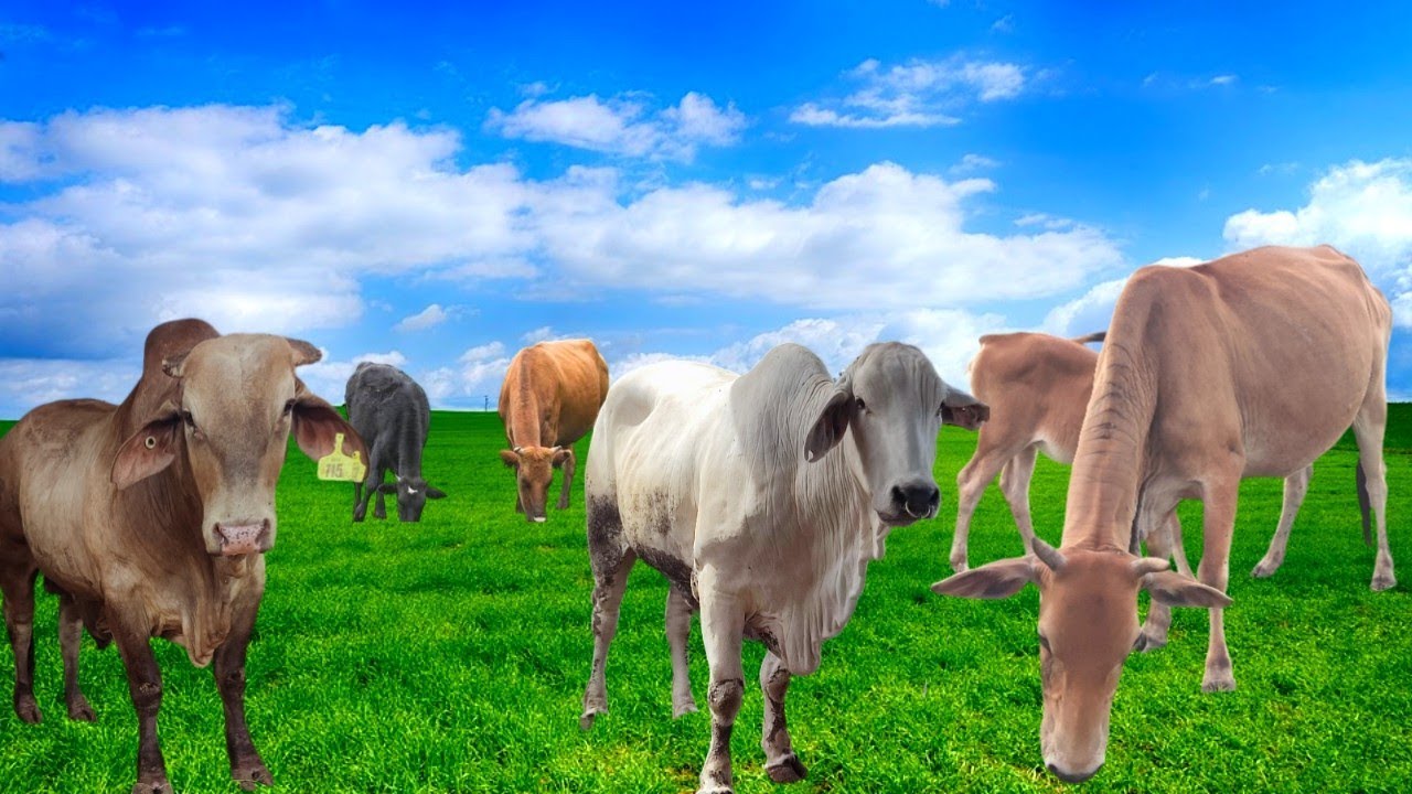 Ribuan sapi keluar kandang menuju ladang rumput yang hijau - suara sapi ...