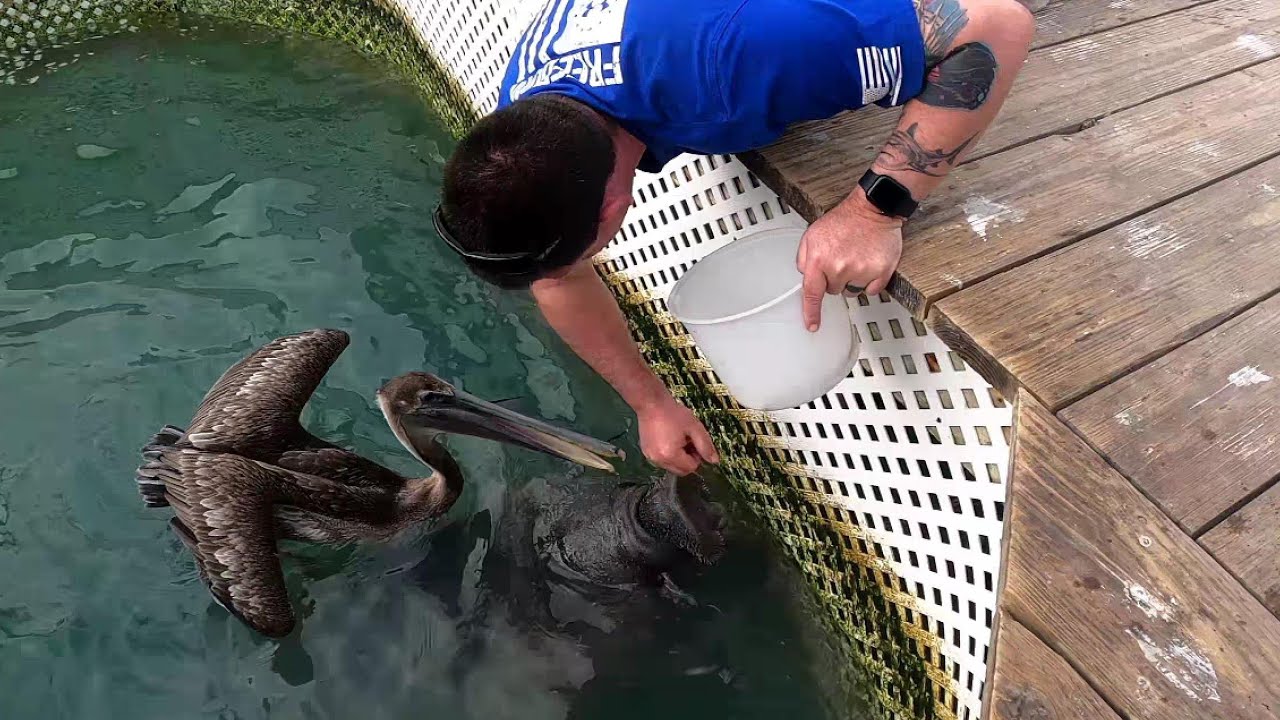 Robbie's Marina - Pelican Attacks, Manatee Petting, and Hand Feeding ...