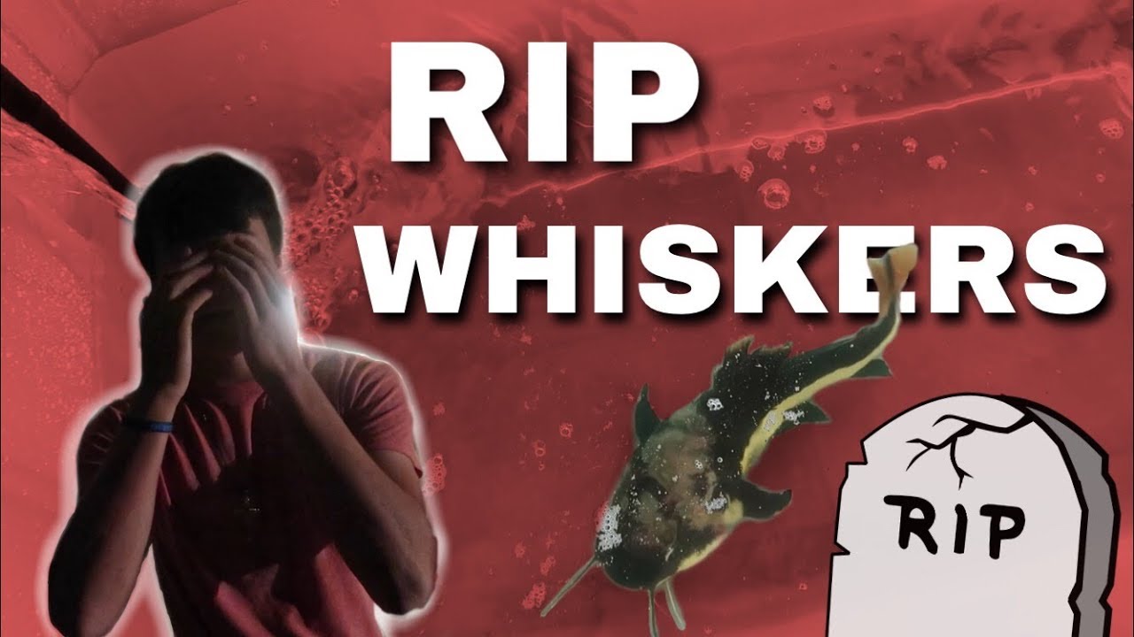 We Lost a Redtail Catfish... *RIP WHISKERS* - YouTube