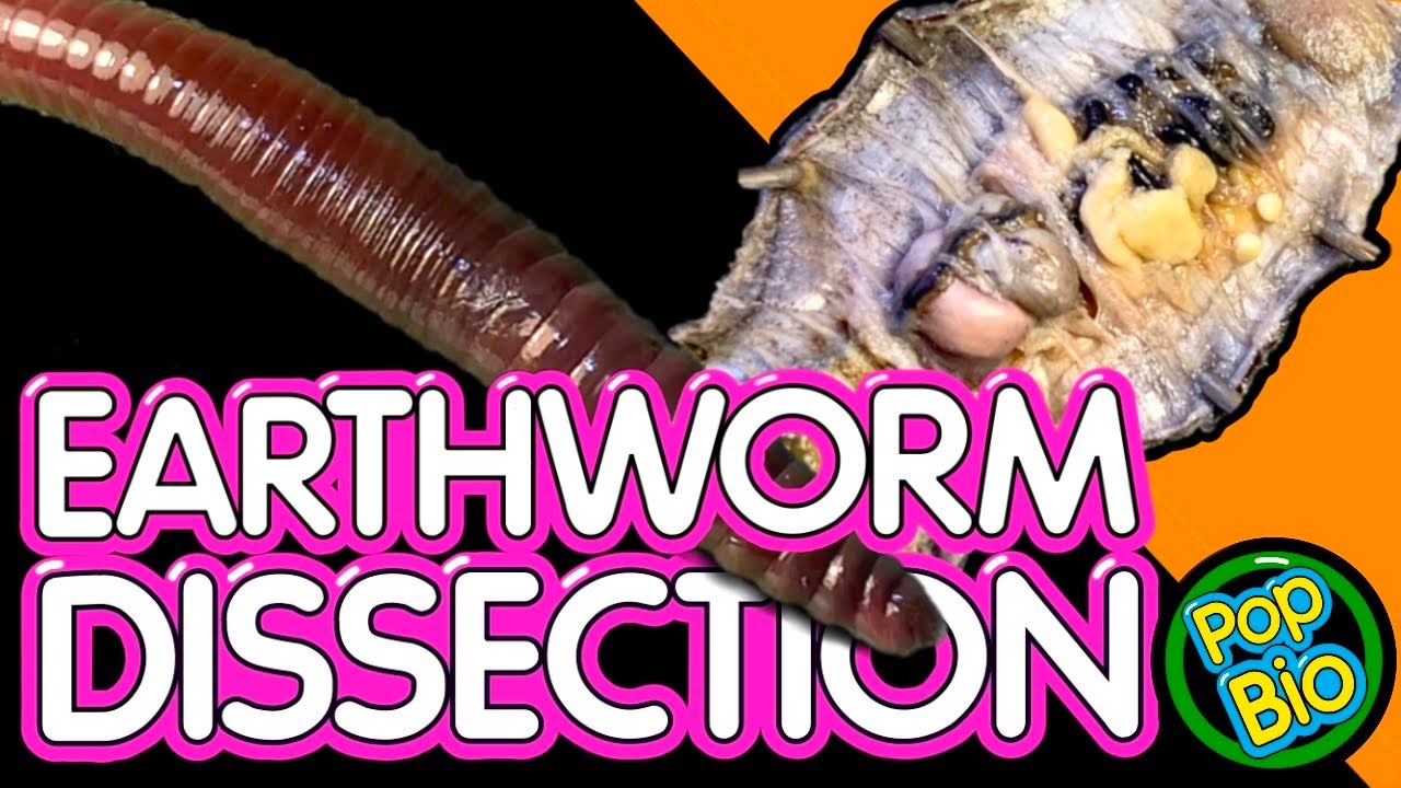 Earthworm Anatomy and Dissection - YouTube
