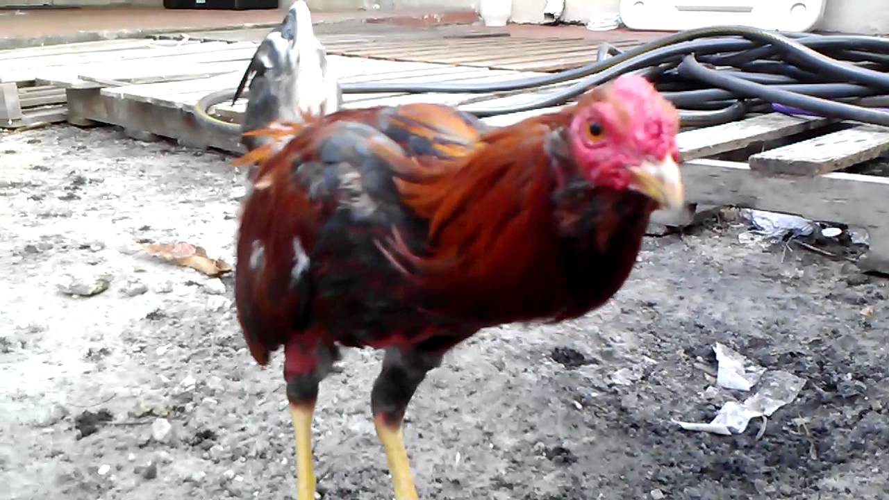 Indio papujo coliblanco - YouTube