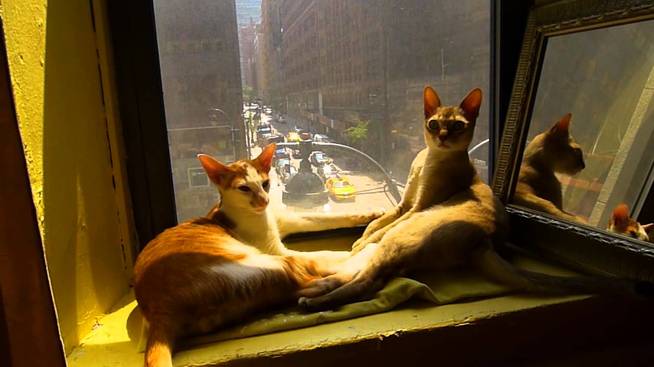 scolding a cat... - YouTube