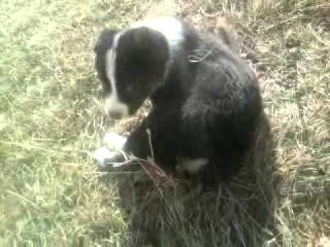 bataie mortala cu caini rai.mp4 - YouTube