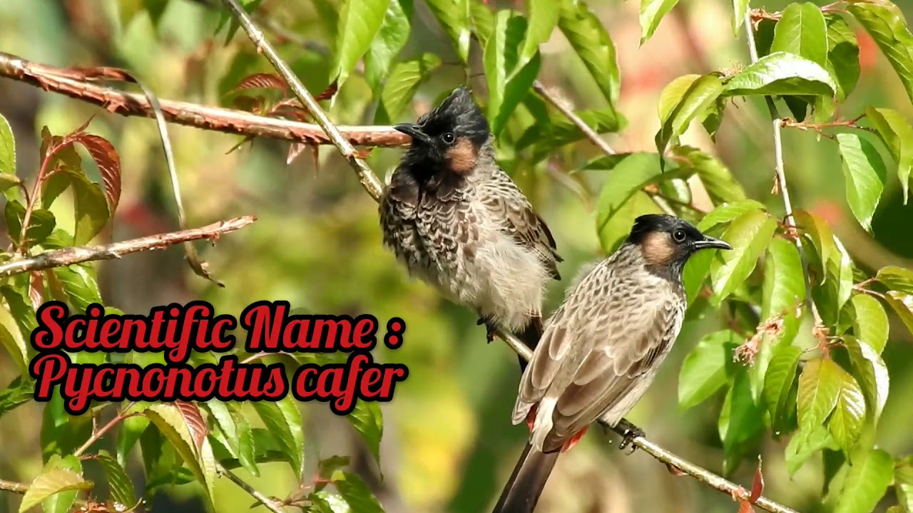 Bulbul - A Beautiful Couple (Aizawl, Mizoram) - YouTube