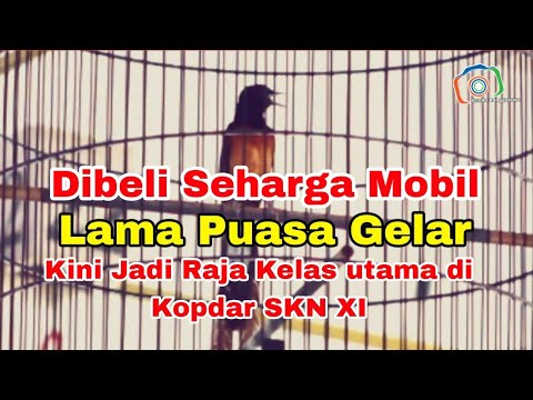 Lama Puasa Gelar, Murai Batu Seharga Mobil ini Kembali Jadi Raja di Kopdar SKN XI