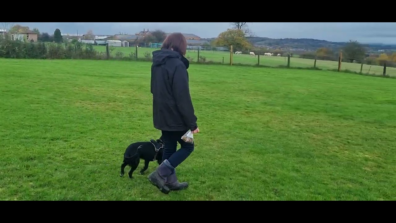 Dory no lead walking for 3 and a half minutes - YouTube