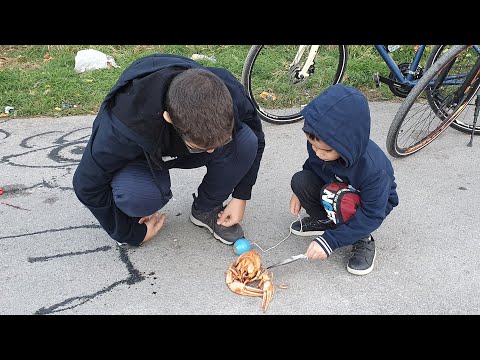 Istakoz ile Yavru Kediler Bulduk Kedileri Güvenli Alana Bıraktık