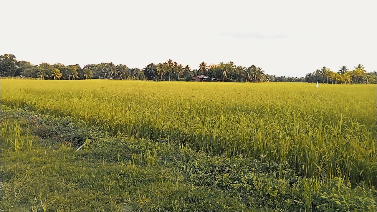 1st day in the #Philippines Countryside | Rural Life In Philippines ...