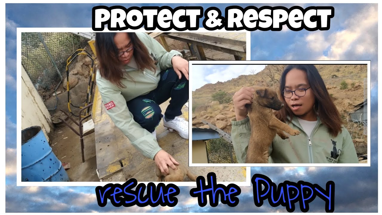 Rescuing Puppy #protect #respect - YouTube
