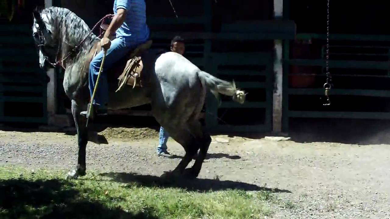 Caballos de Baile de Ortega 2 - YouTube