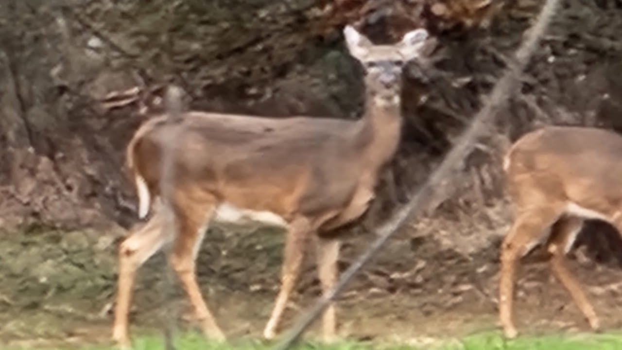 TENNESSEE DEER HUNTING DOE DOWN - YouTube