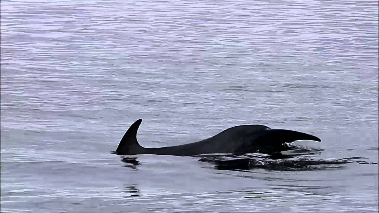Dolphins at Ecoventures, Cromarty - YouTube