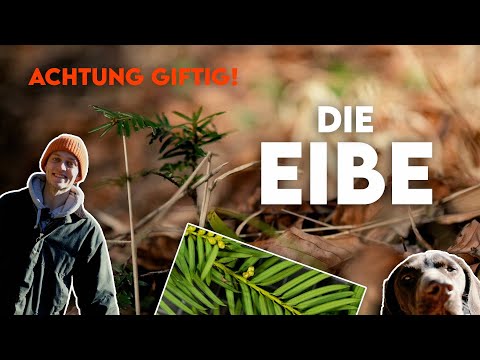 50 Gramm sind tödlich! Die Eibe - Forst erklärt