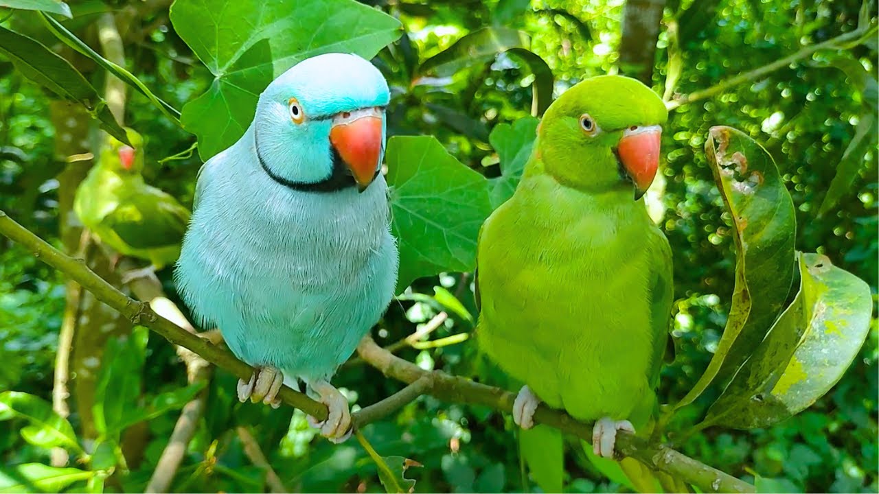 Funny Talking and Dancing Parrots Videos | - YouTube