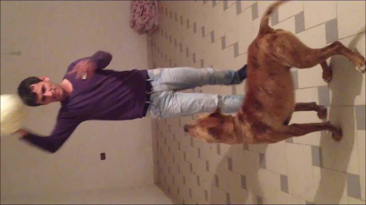 Pit Bull training (ALBANIAN) - YouTube