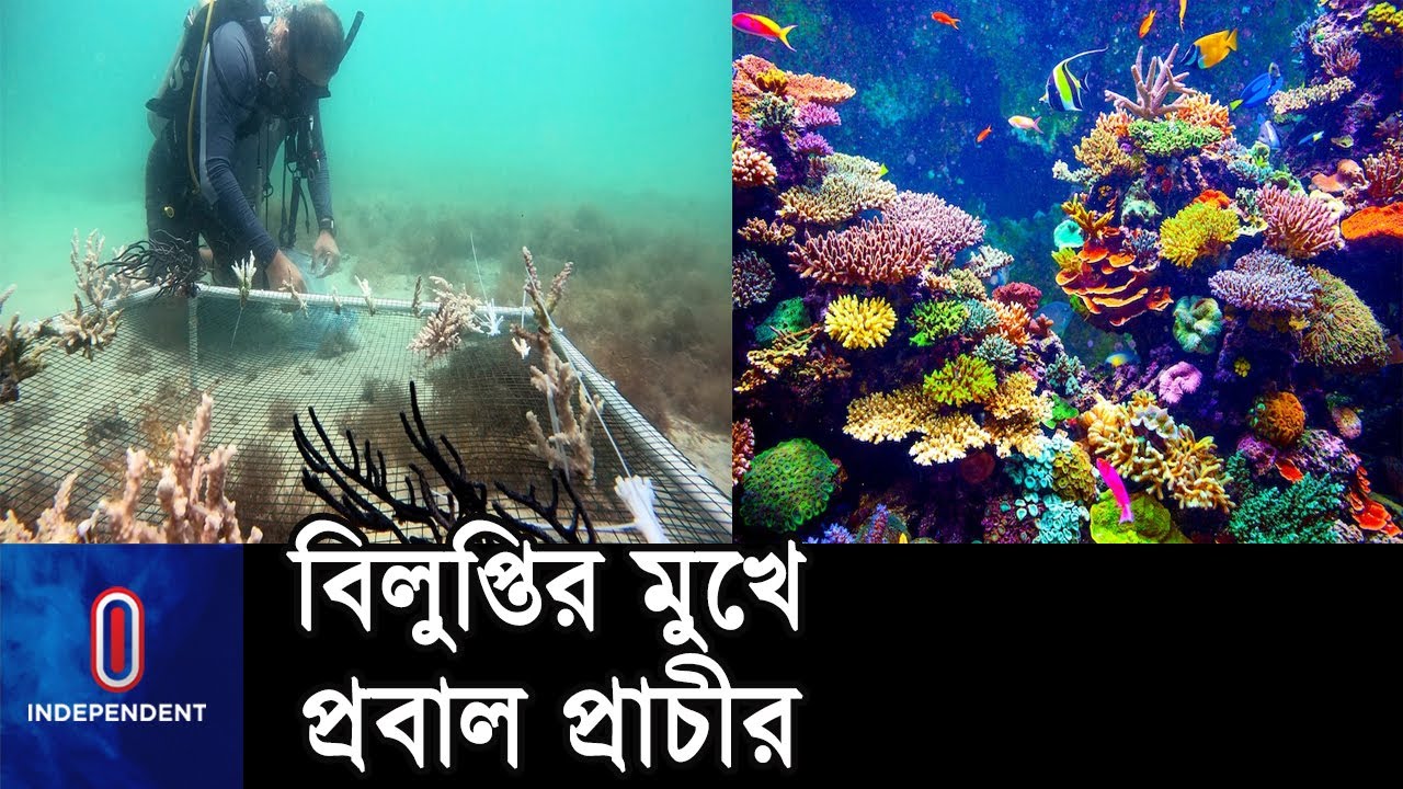 জলবায়ু পরিবর্তনের কারণে ১ দশকে ধ্বংস হয়েছে পৃথিবীর ১৪ শতাংশ প্রবাল ...