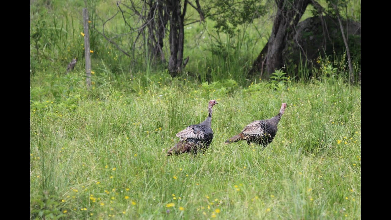 FIRST WEEKEND SUCCESS! How to dress a turkey! - YouTube