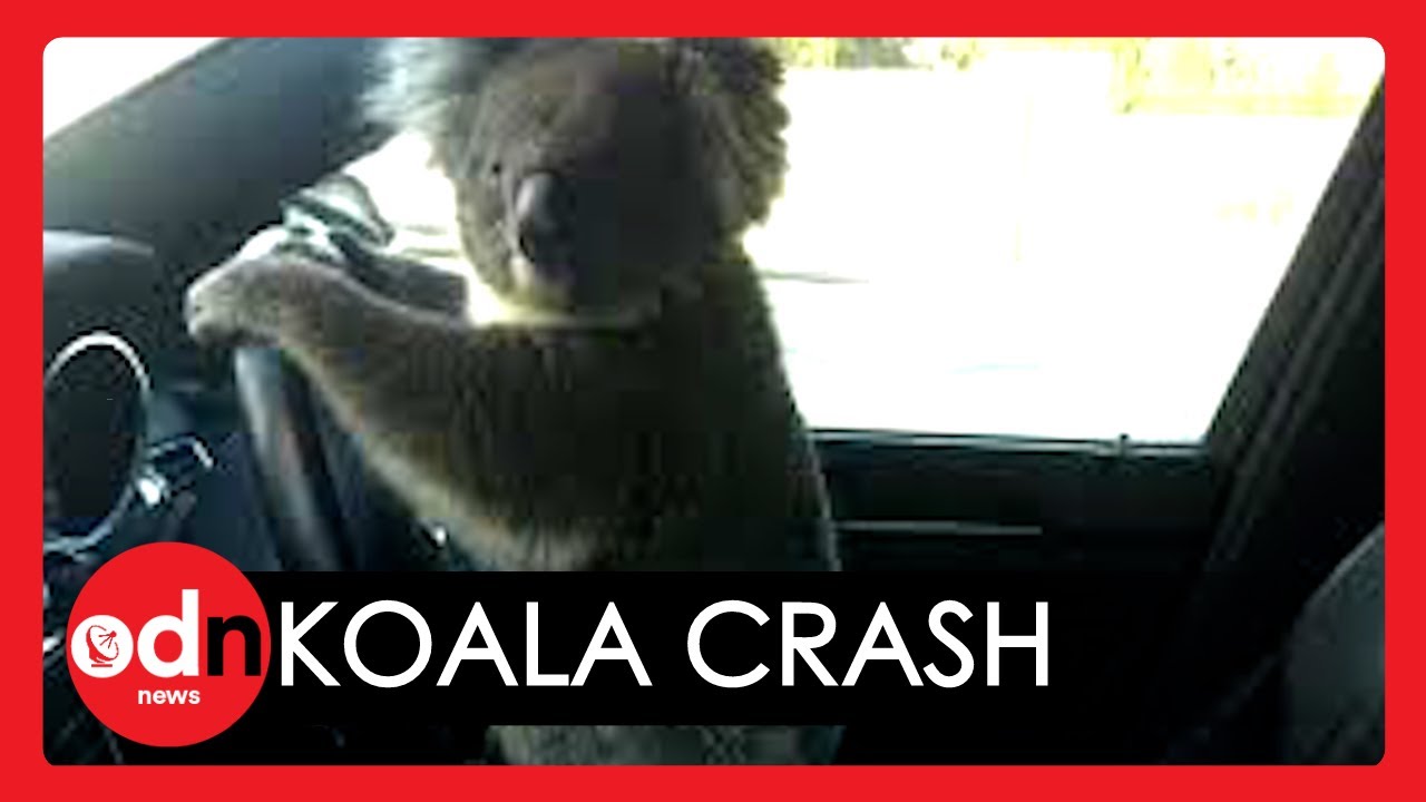 LUCKY Escape! Frightened Koala Causes Five-Car Pileup Crossing ...
