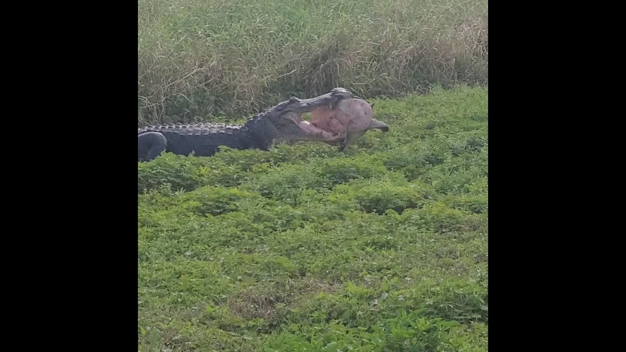 Alligator eats turtle - YouTube