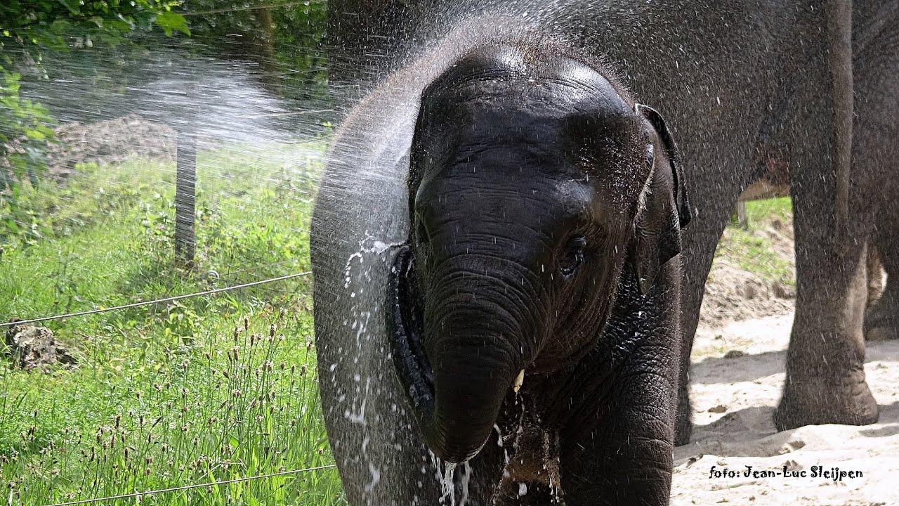 little elephant Radjik can't get enough of it in Diergaarde Blijdorp ...