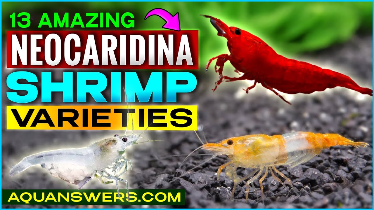You’ll Want Them All! 13 Gorgeous Neocaridina Shrimp Varieties - YouTube