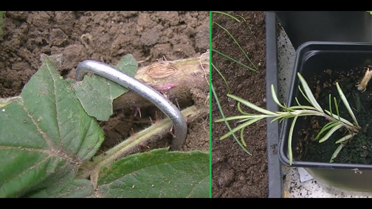 Moving The Loganberry I Foodie Gardening Allotment Y1E32 - YouTube