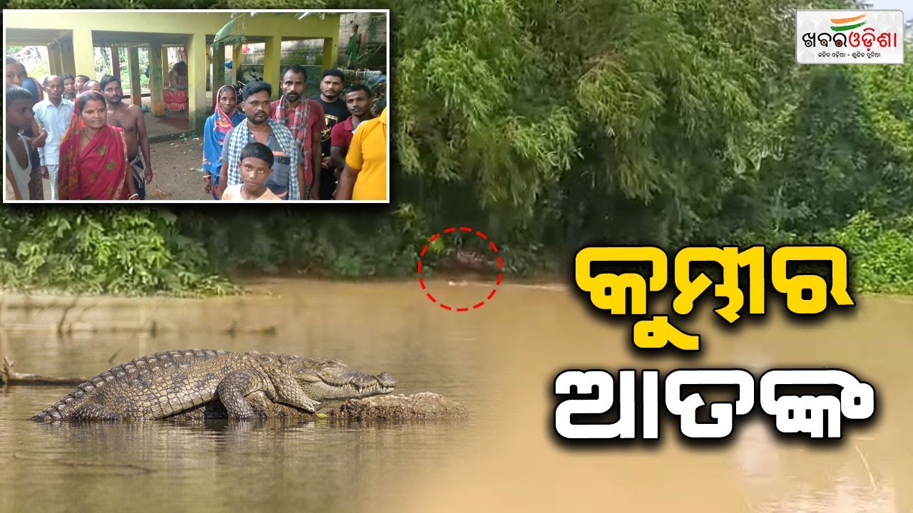 As Water Level Rises In Reba River, Crocodile Terror Grip Bhadrak ...