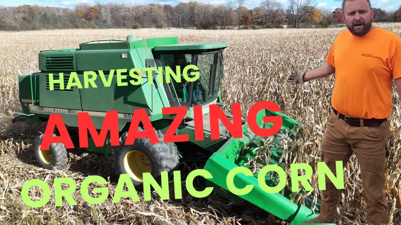 Amazing field of organic corn!! - YouTube
