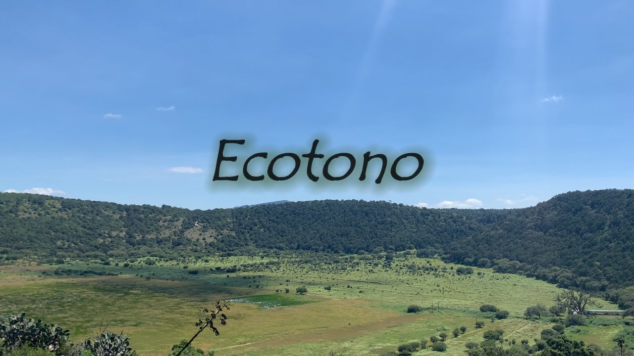 Ecotono - El lugar donde el bosque se convierte en desierto - - YouTube