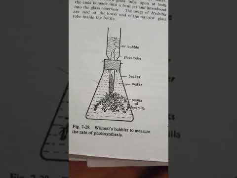 Willmott's Bubbler-Photodynthesis practical - YouTube
