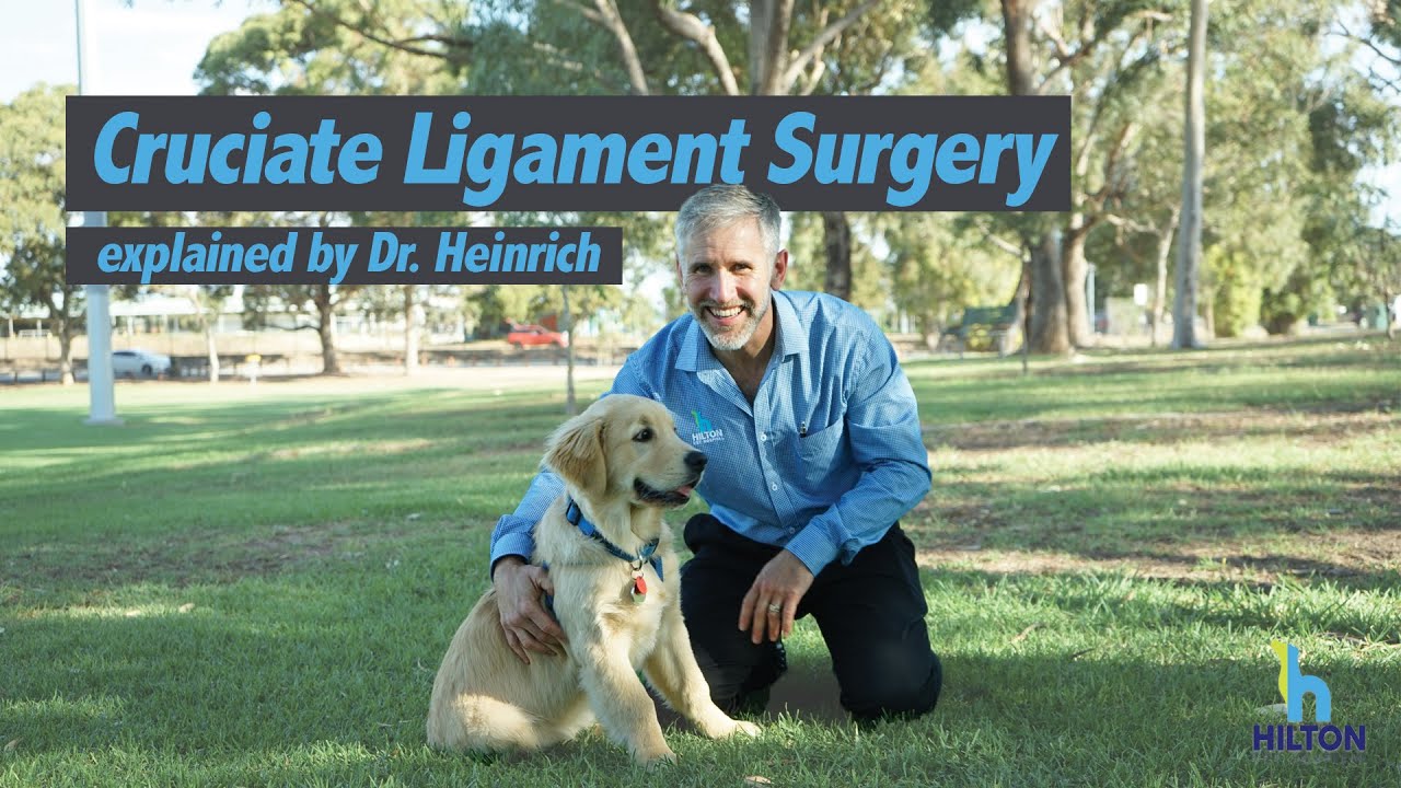 Cruciate Surgery in Dogs Explained. - YouTube