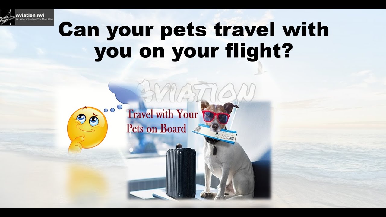 Traveling with Pets onboard a Flight - Detailed Video - YouTube