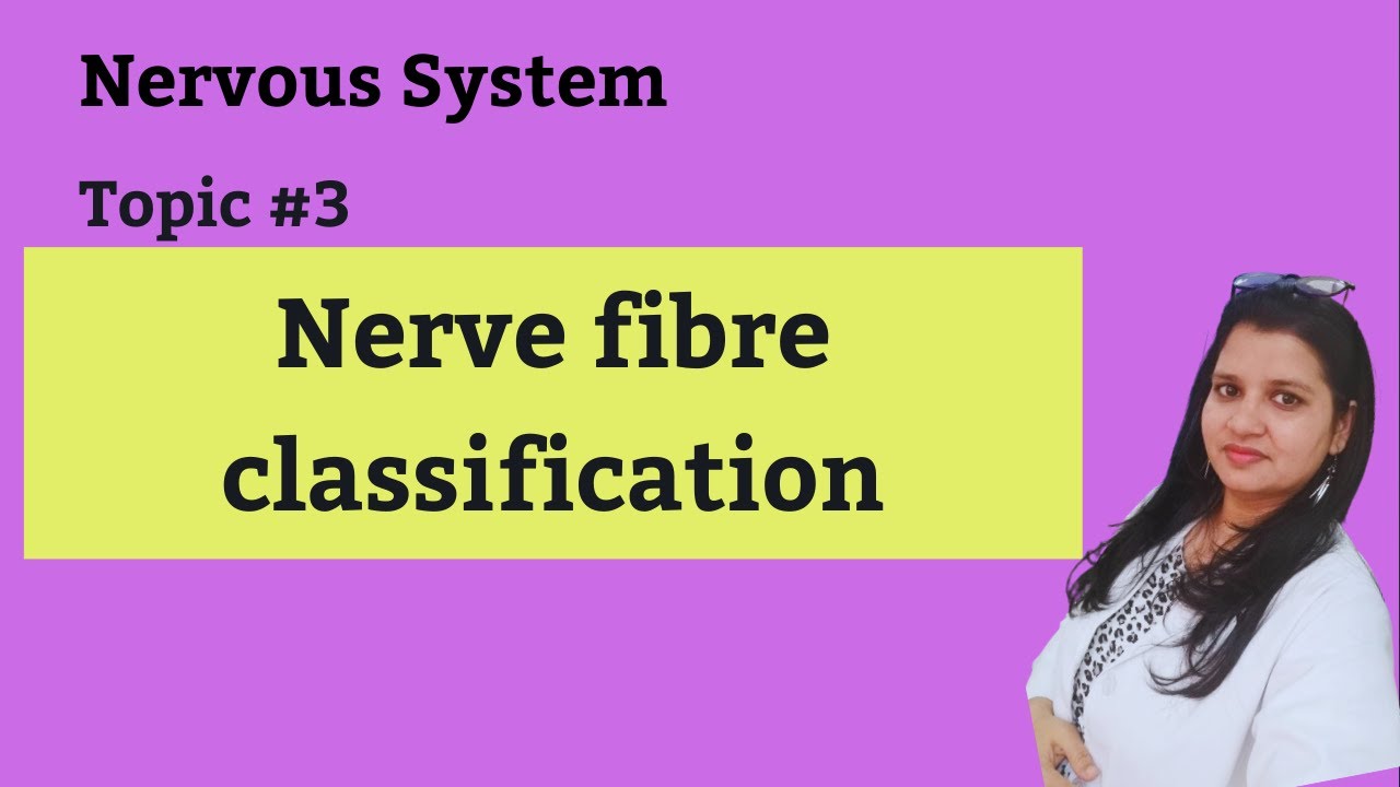Nerve fibers classification - YouTube