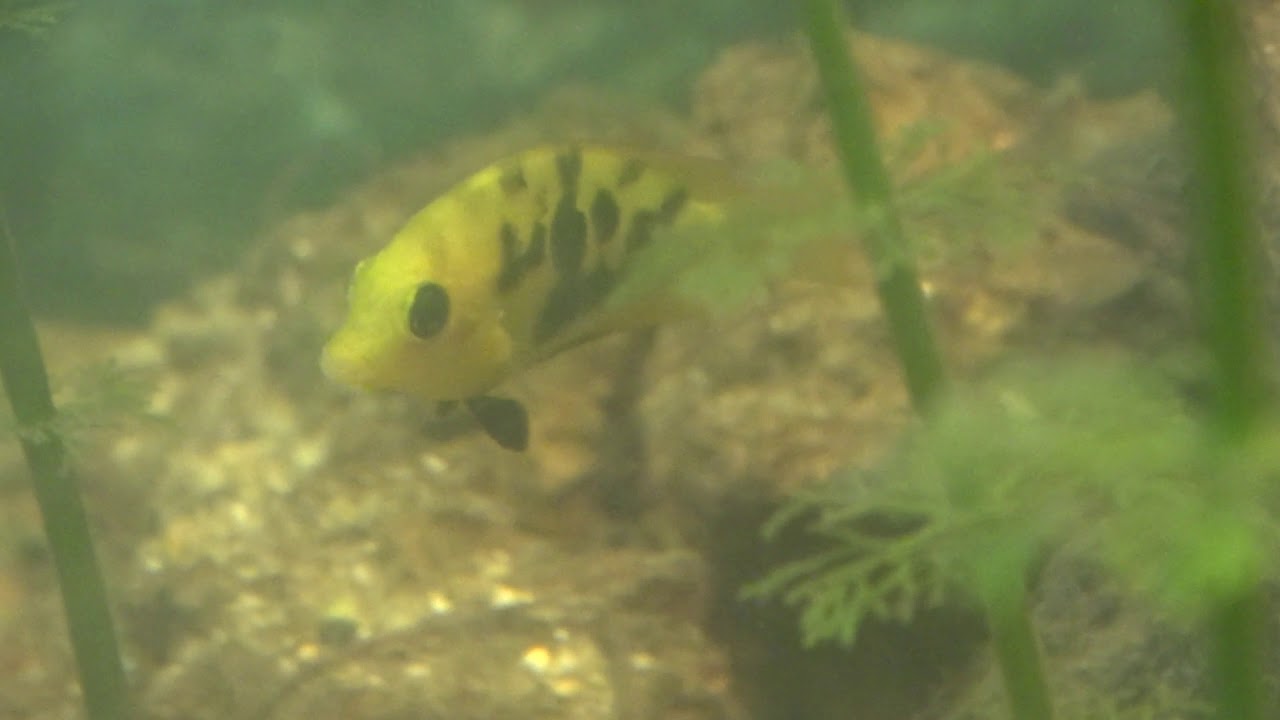 My 'prattis' (orange chromides, Etroplus maculatus)breeding!! - YouTube