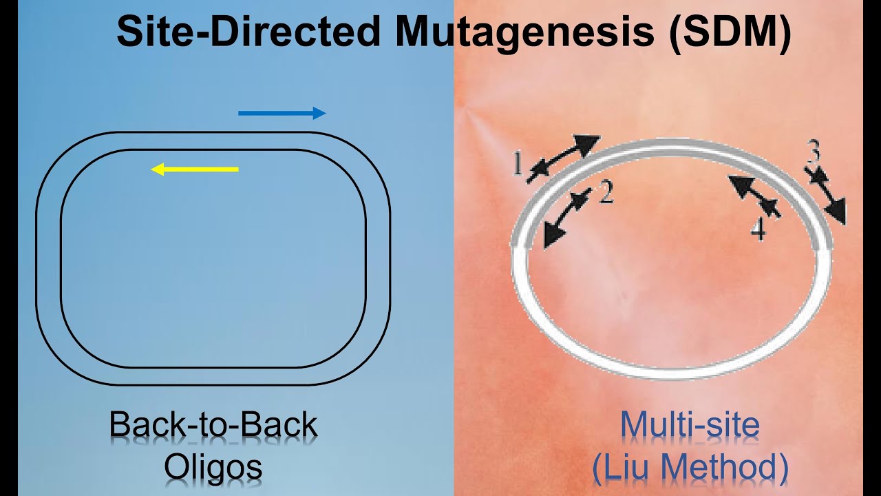 Site-Directed Mutagenesis: From Single to Multi-Site Assembly (The Liu ...