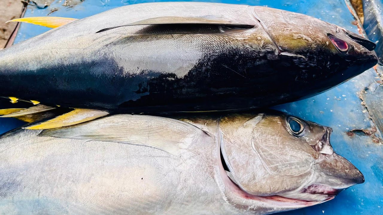 Tuna Cutting Skills Indo |🔴LIVE: Cutting TUNA at Fish Market,28 January ...