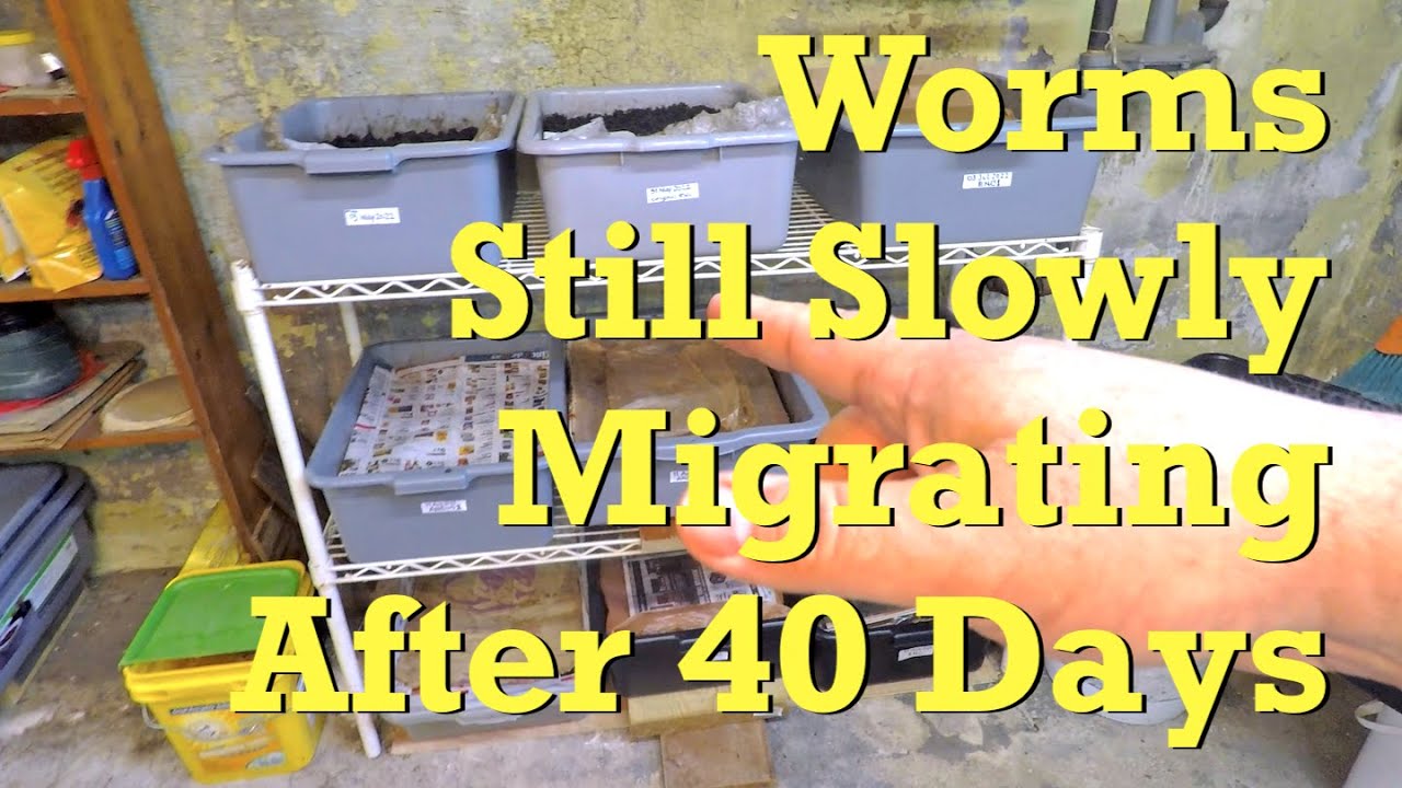 Day 40 of slow horizontal migration in two worm bins - vermicompost ...