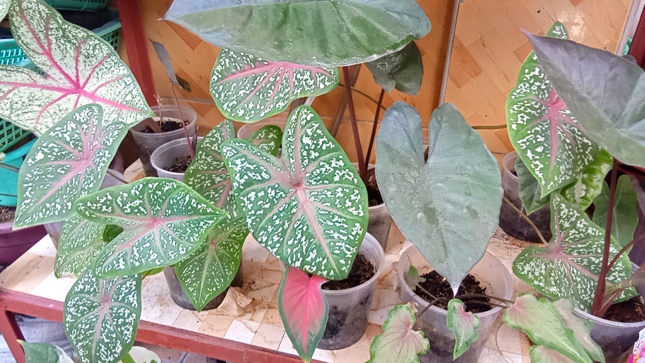 #467 Hanging Caladium in my Garden.... Watering... Succulent Davao ...