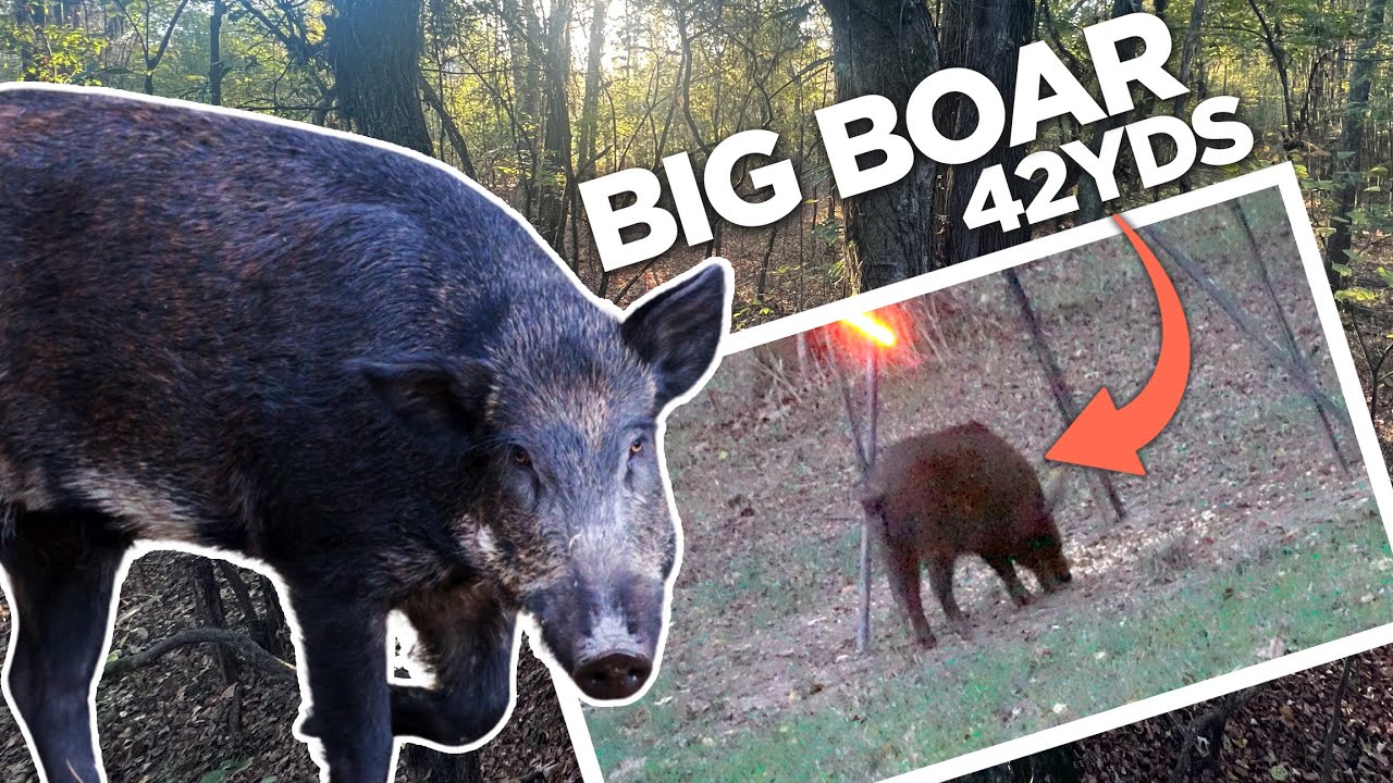 DEER HUNTING turns into BOAR HUNTING! (On the Home Farm in Alabama ...